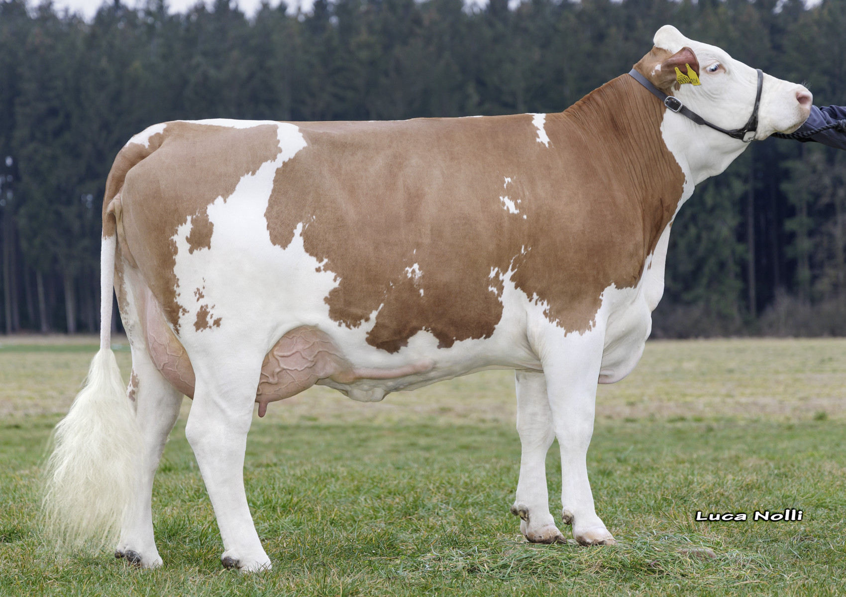 Bereits jetzt reiche Ernte: die April Zuchtwertschätzung für CRV ...