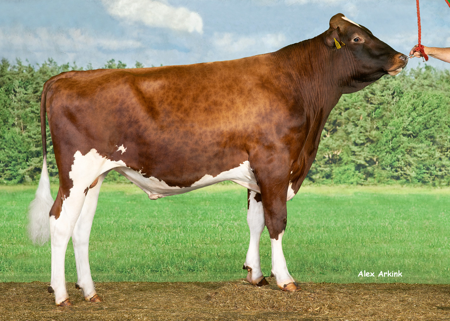 Gehalterijke CRV-stieren vormen route naar gezonde en efficiënte koeien ...