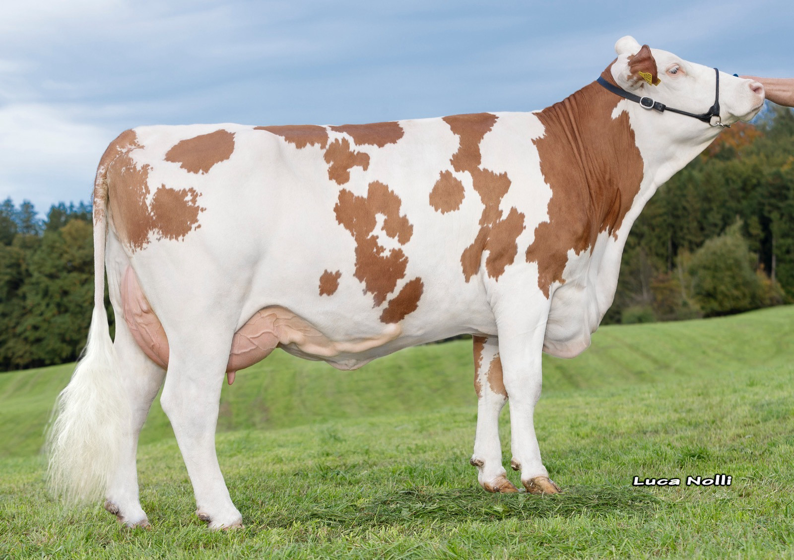 CRV Fleckvieh bulls maintain their lead in health and efficiency - CRV