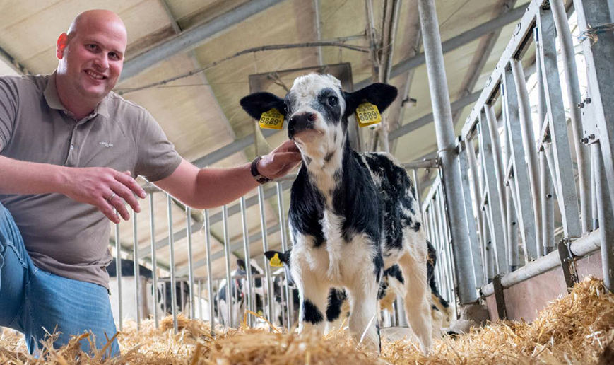 ‘Betere kruislingkalveren tikken in omzet en aanwas lekker door’ - CRV
