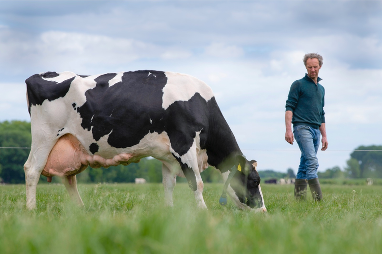 CRV - BETTER COWS > BETTER LIFE - CRV