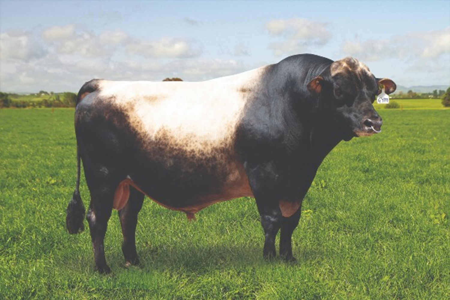 First polled bull to make prestigious list reflects investment in ...