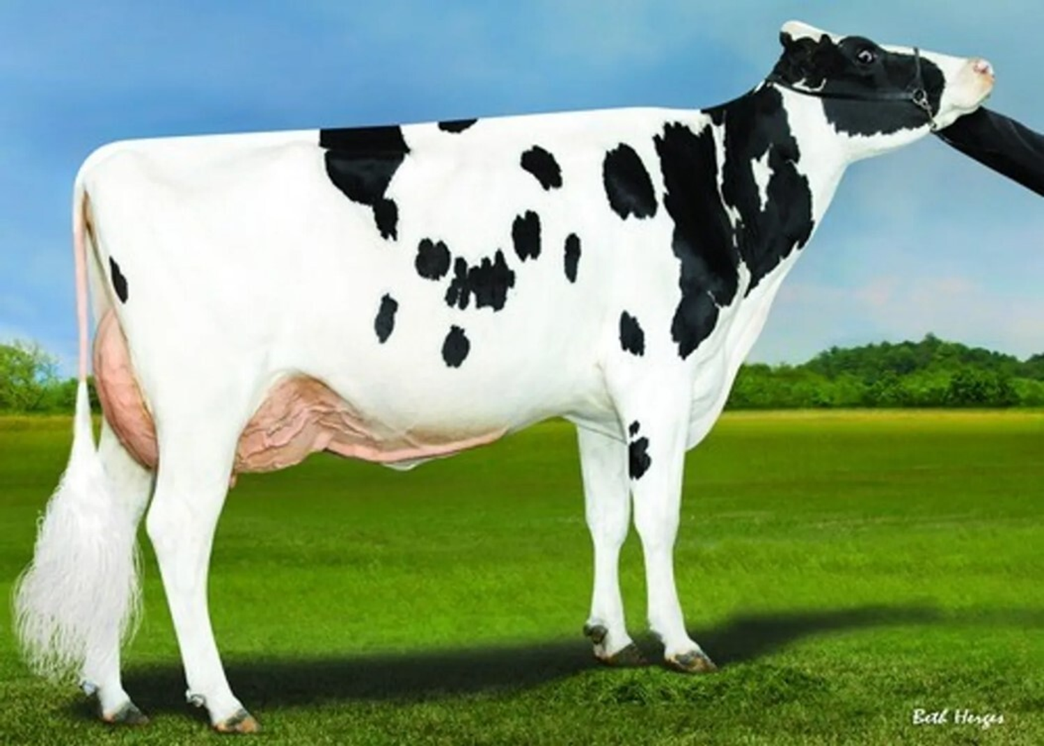 Bomaz Cola Rf, populaire zoon van ‘Red Impact Cow 2024’ - CRV