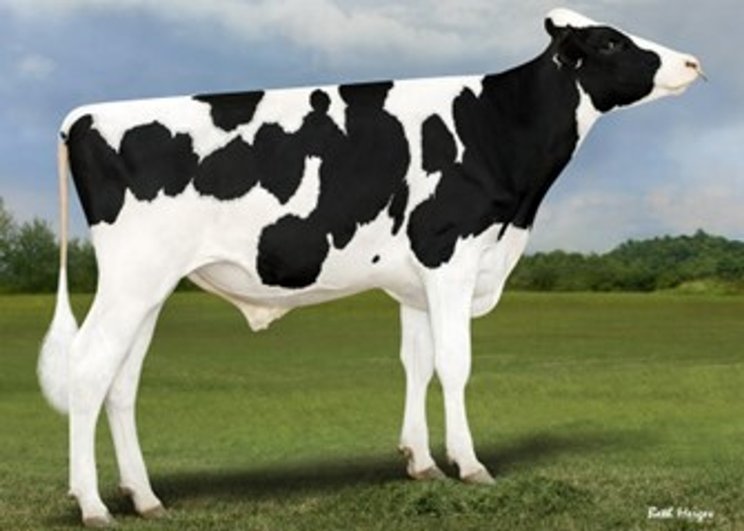 Bomaz Cola Rf, populaire zoon van ‘Red Impact Cow 2024’ - CRV