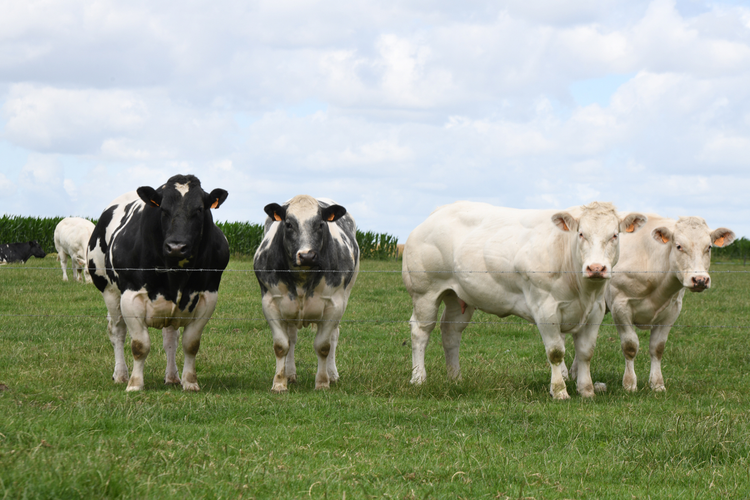 Belgian blue - CRV