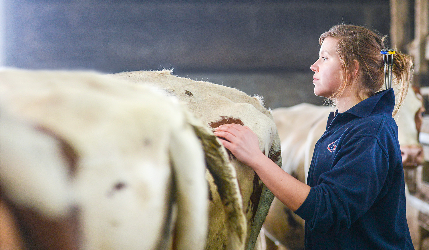 CRV - BETTER COWS > BETTER LIFE - CRV