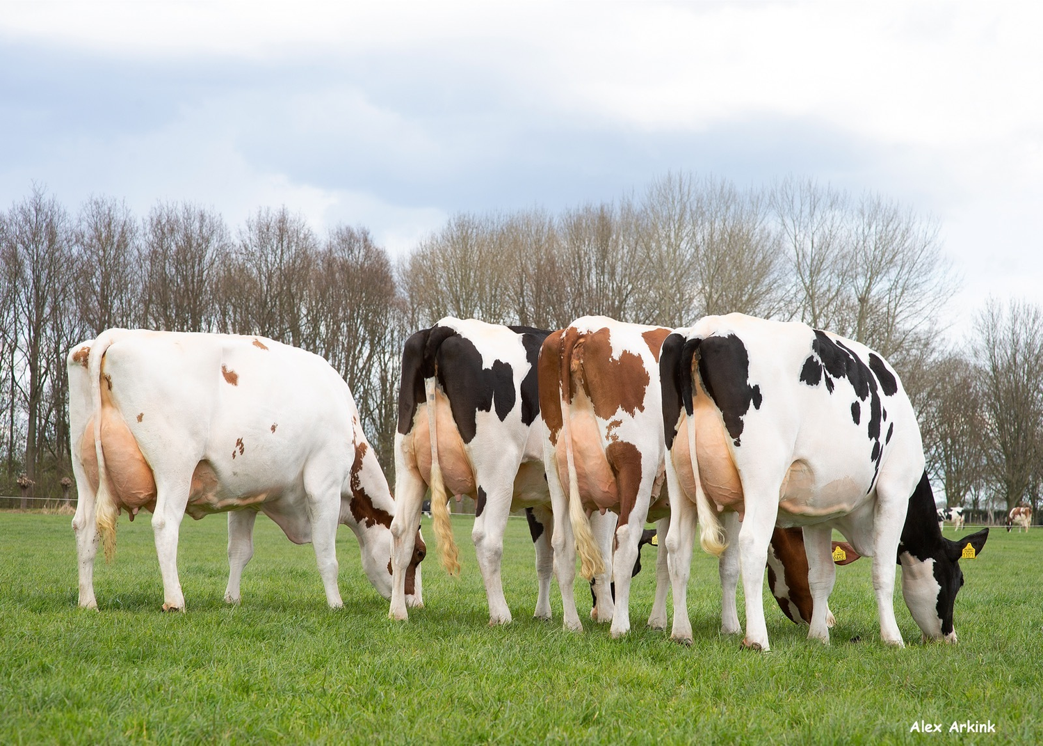 Moeder van Abundant P rf floreert op Hedra Holsteins - CRV