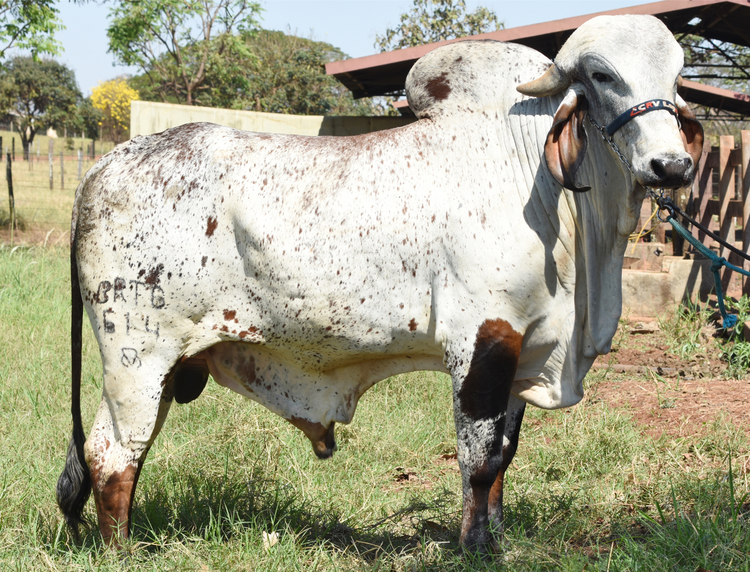 Breeds - CRV