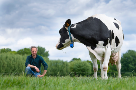 Herd solutions - CRV