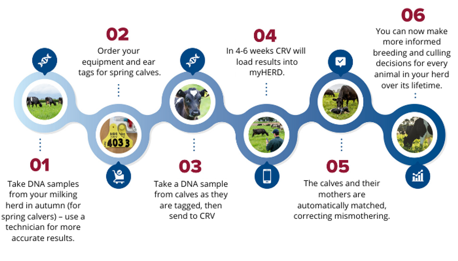 myDNA Testing - CRV
