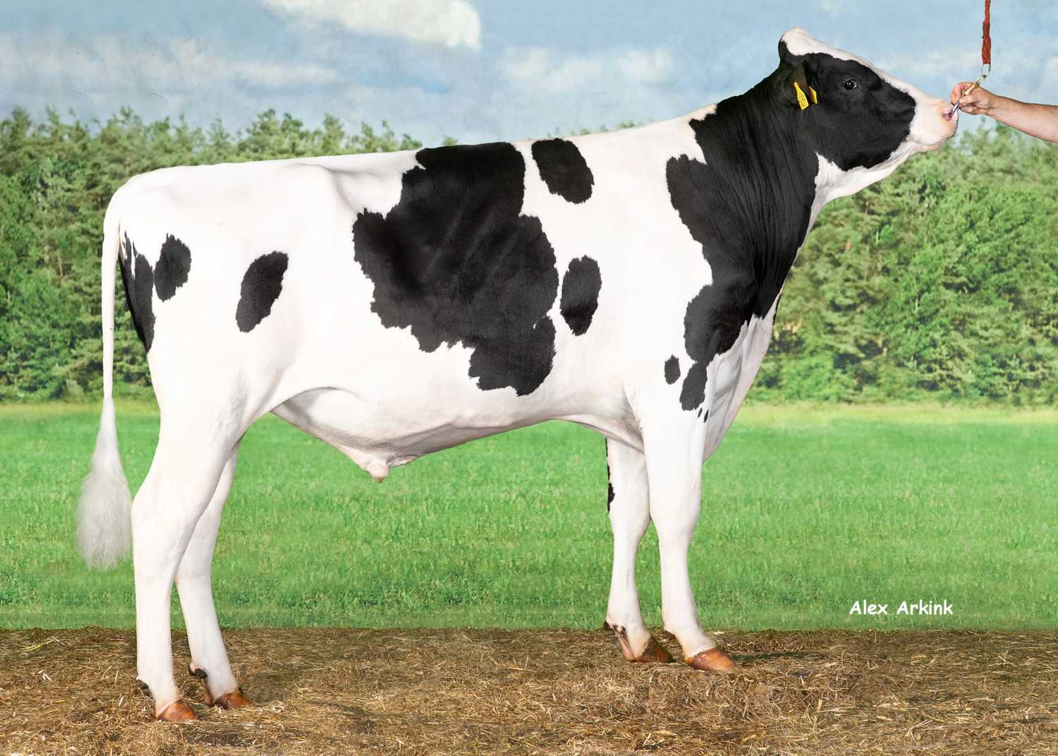 CRV bulls confirm the reliability and value of innovation - CRV