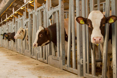 CRV - BETTER COWS > BETTER LIFE - CRV