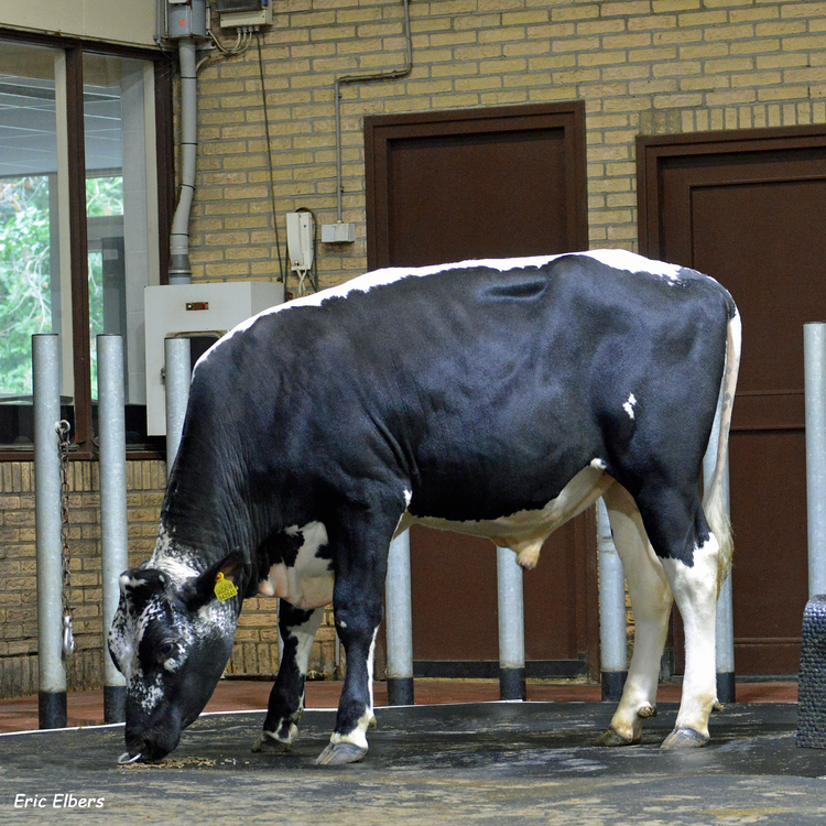 Sweetlake Gaucho: witrik met holstein fokwaarden - CRV