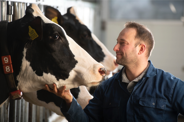 CRV - BETTER COWS > BETTER LIFE - CRV