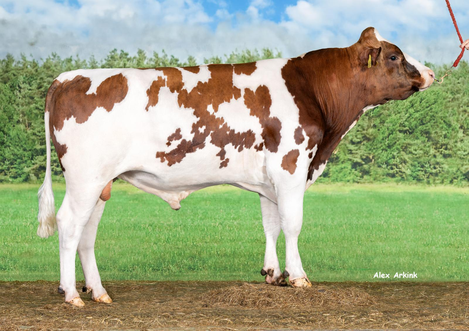 CRV-stieren bewijzen dat het kan: fokken op efficiëntie én vruchtbaarheid - CRV