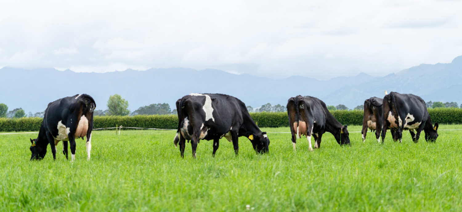 Accelerate Pack - CRV