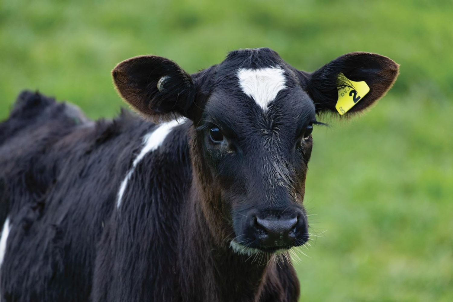 Fonterra farmers: on-farm solutions offer - CRV
