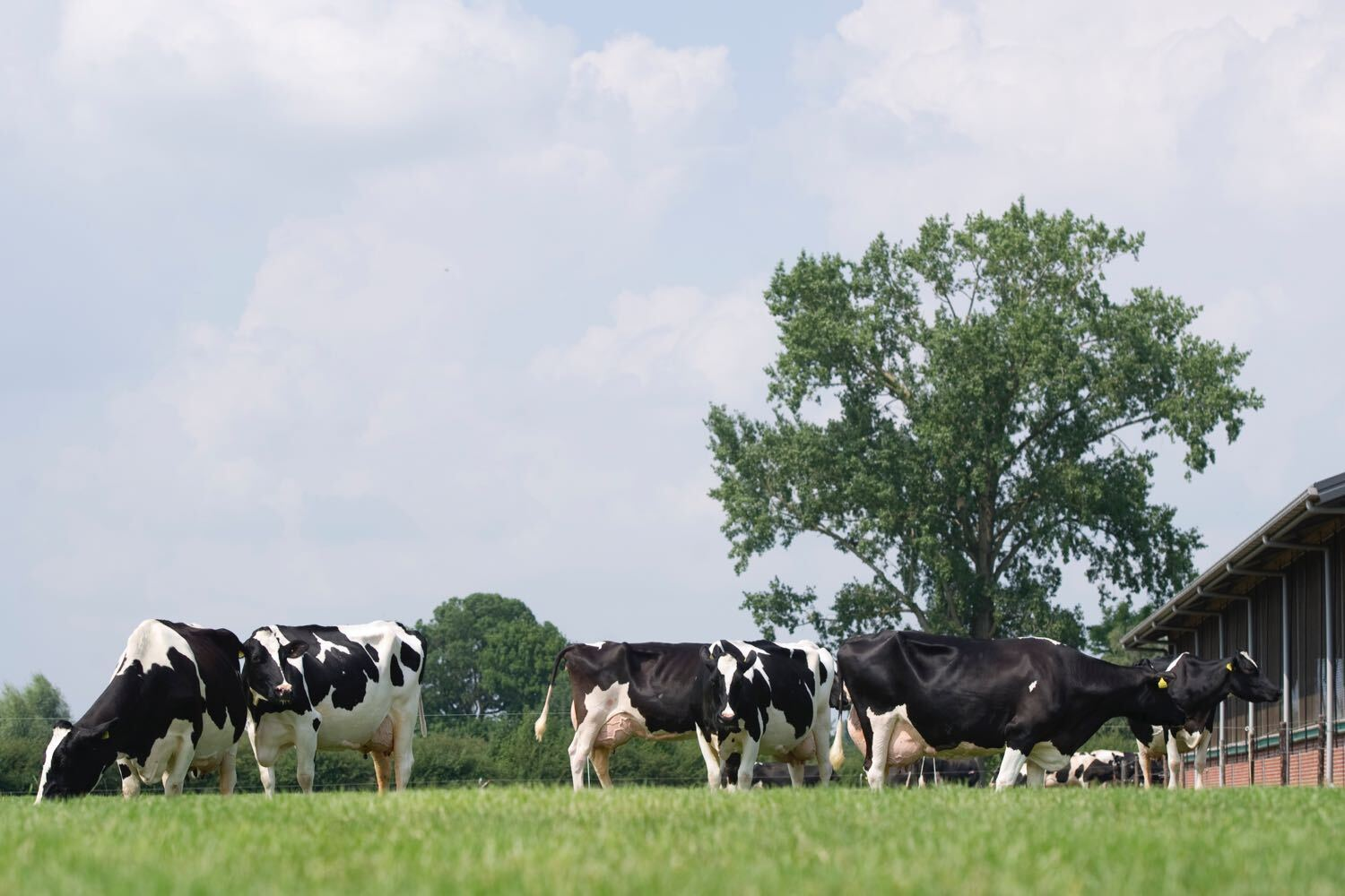 Herd solutions - CRV