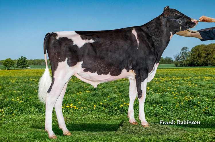 Filip de Brabander kiest voor complete stieren uit diepe Amerikaanse ...