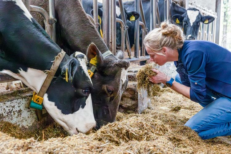‘FeedExcel maakt stieren selecteren gemakkelijk’ - CRV