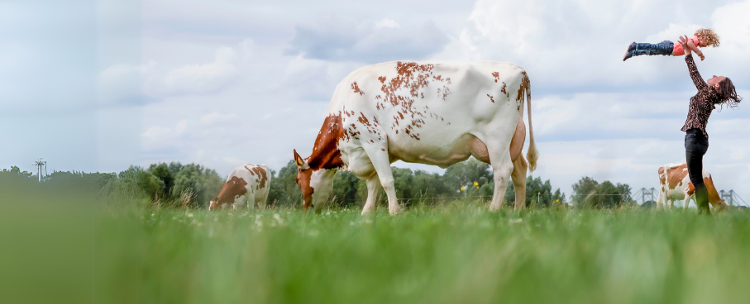 CRV - BETTER COWS > BETTER LIFE - CRV