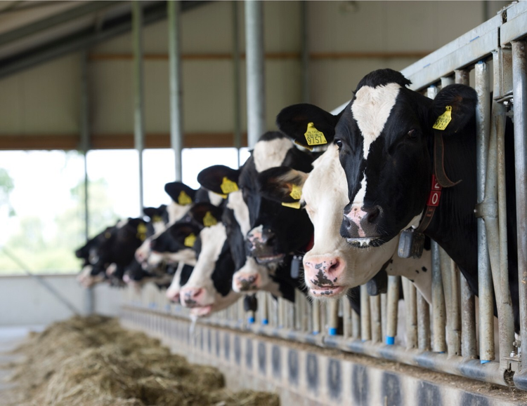 Herd solutions - CRV