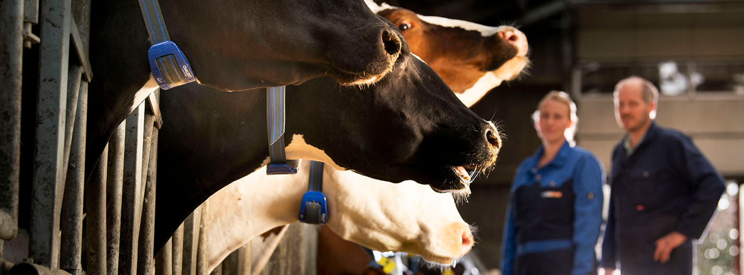 Herd solutions - CRV